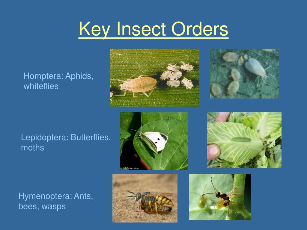PPT - Insect Control in the Organic Vegetable Garden PowerPoint ...
