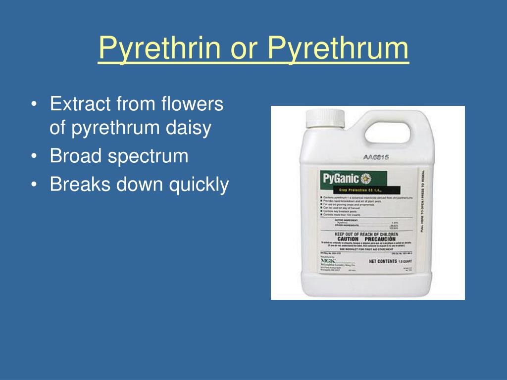 PPT - Insect Control in the Organic Vegetable Garden PowerPoint ...