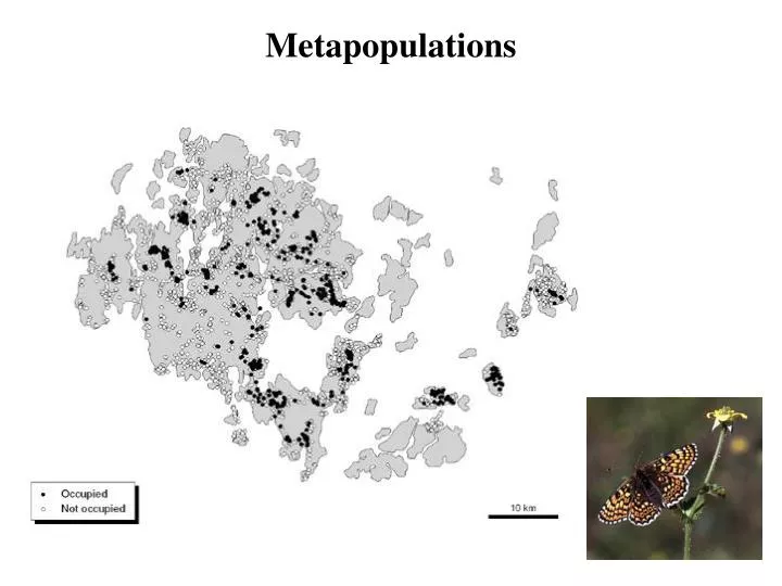 PPT - Metapopulations PowerPoint Presentation, free download - ID:1650663