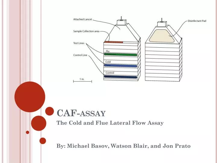PPT - CAF-assay PowerPoint Presentation, free download - ID:1666450