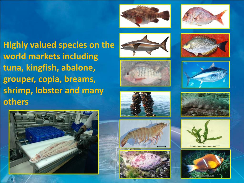 PPT - Investment Opportunities in the Fishing Industry PowerPoint ...