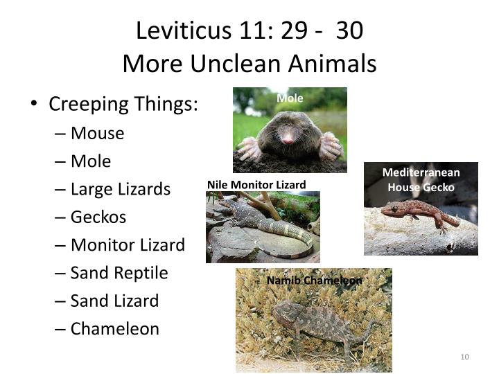 PPT - Leviticus 11 – 15: Sanctification PowerPoint Presentation - ID ...