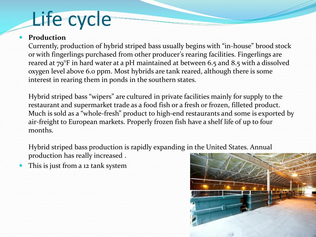 PPT - Striped Bass and Hybrid Striped Bass PowerPoint Presentation ...
