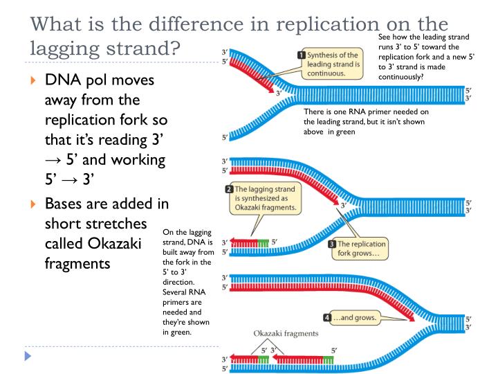 PPT - DNA Structure and Replication Review PowerPoint Presentation - ID ...
