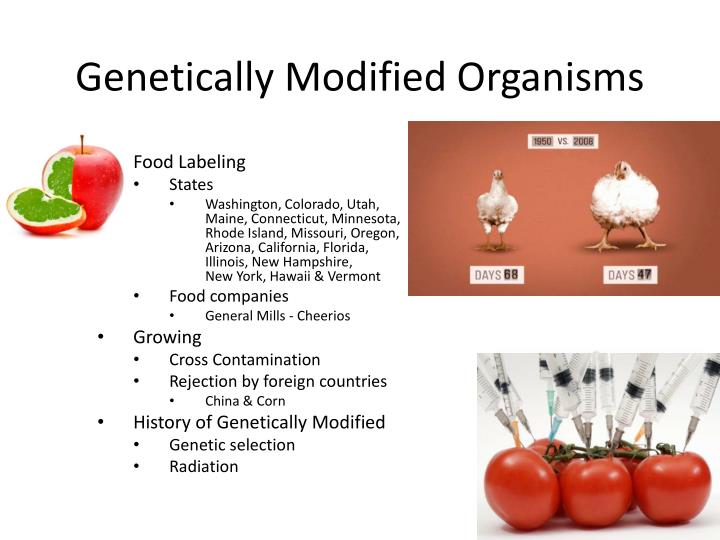 Genetically Modified Organism
