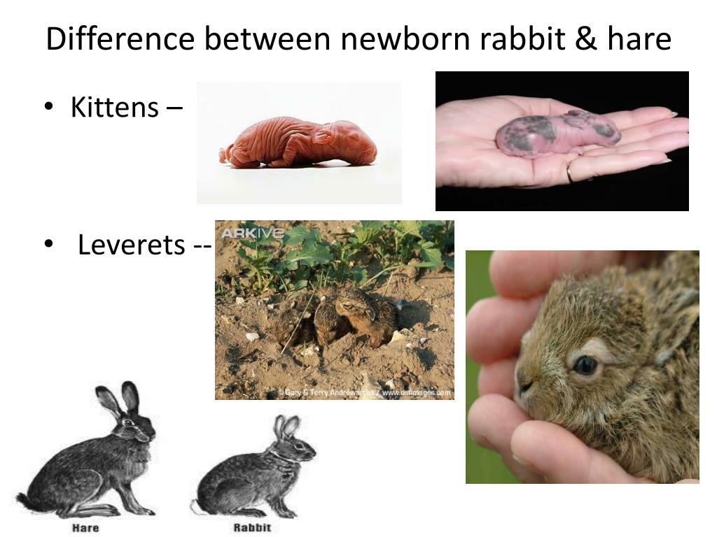 PPT - 12 orders of placental mammals *the 6 remaining orders contain ...