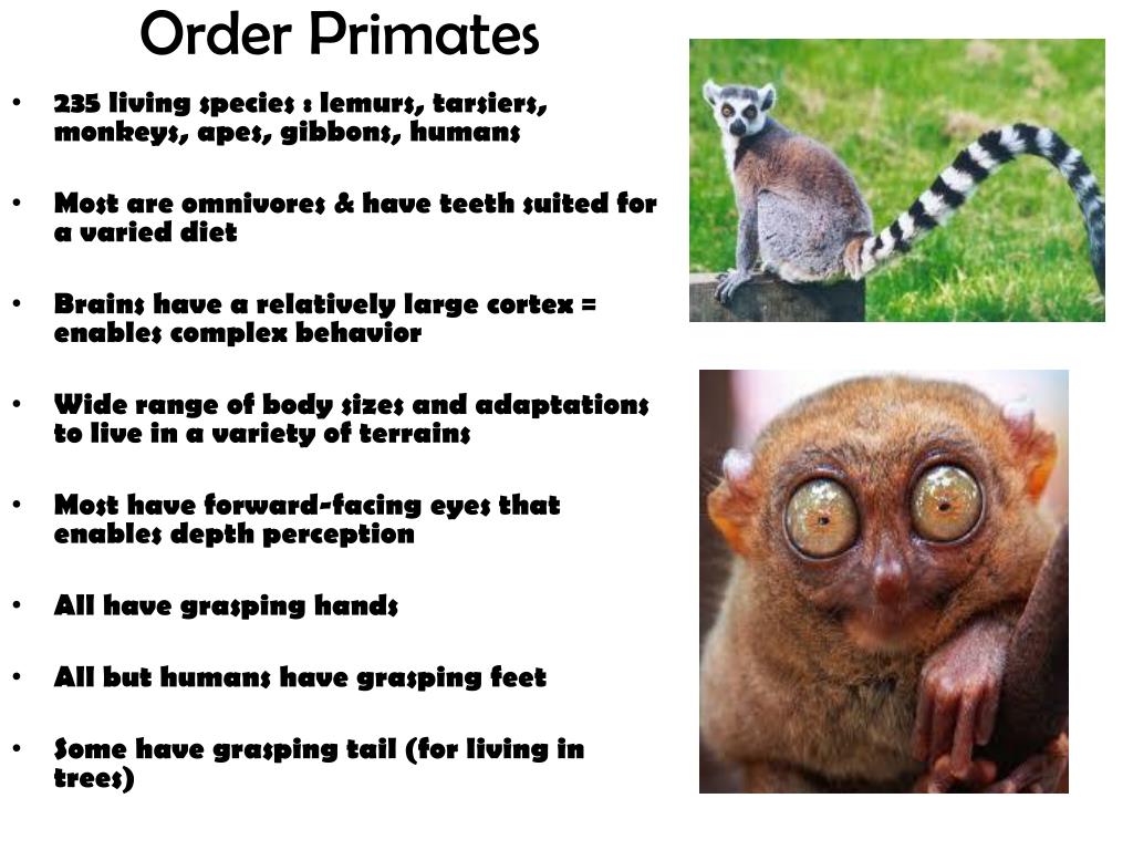 PPT - 12 orders of placental mammals *the 6 remaining orders contain ...