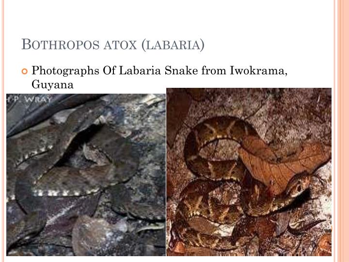 PPT - Management of Snake Bites PowerPoint Presentation - ID:1695818