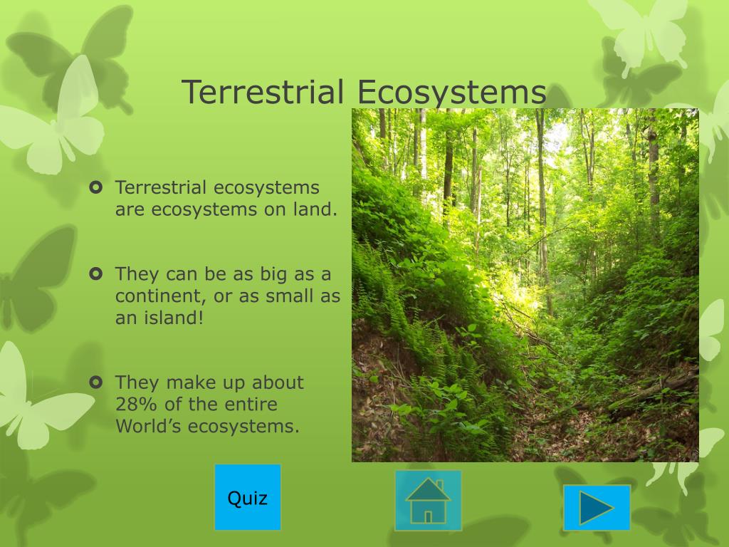 Terrestrial Ecosystem Definition Types Examples Video - vrogue.co Terrestrial Ecosystem Definition Types Examples Video - vrogue.co