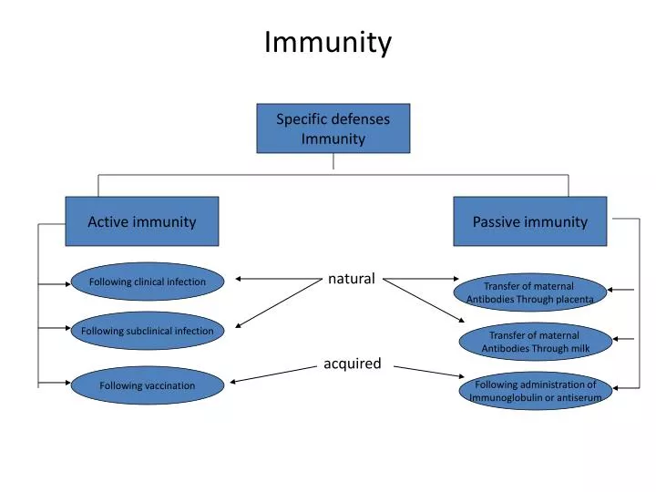 PPT - Immunity PowerPoint Presentation, free download - ID:1697156