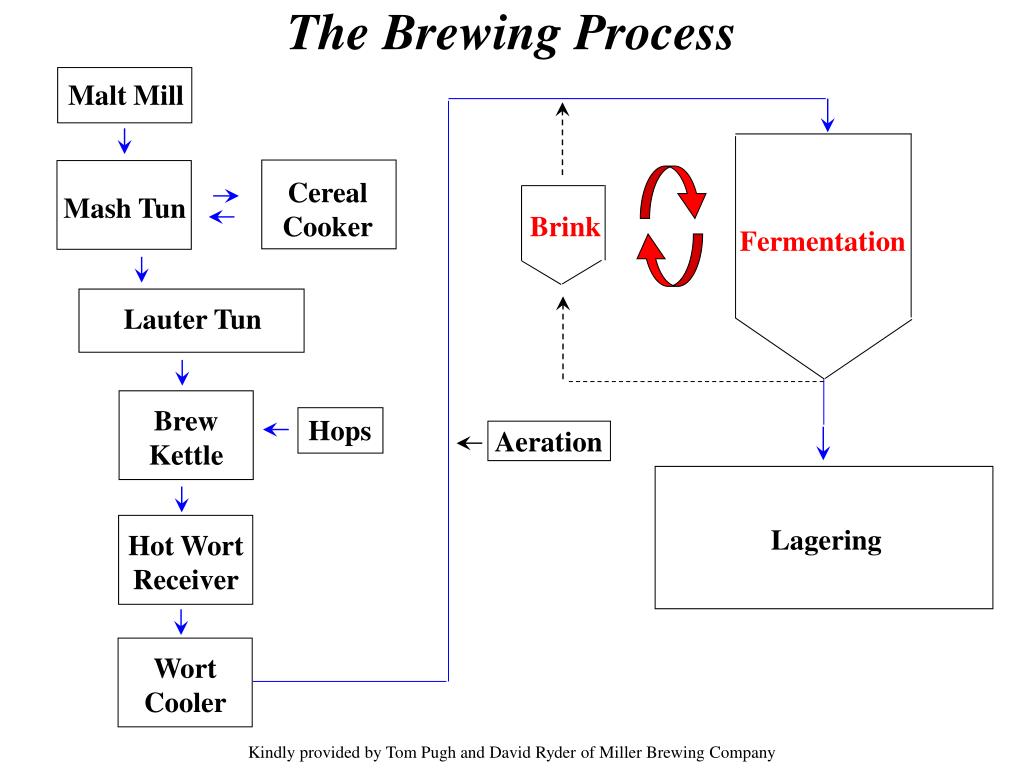 PPT - The Art of Brewing and The Biology of Lager Yeast PowerPoint ...
