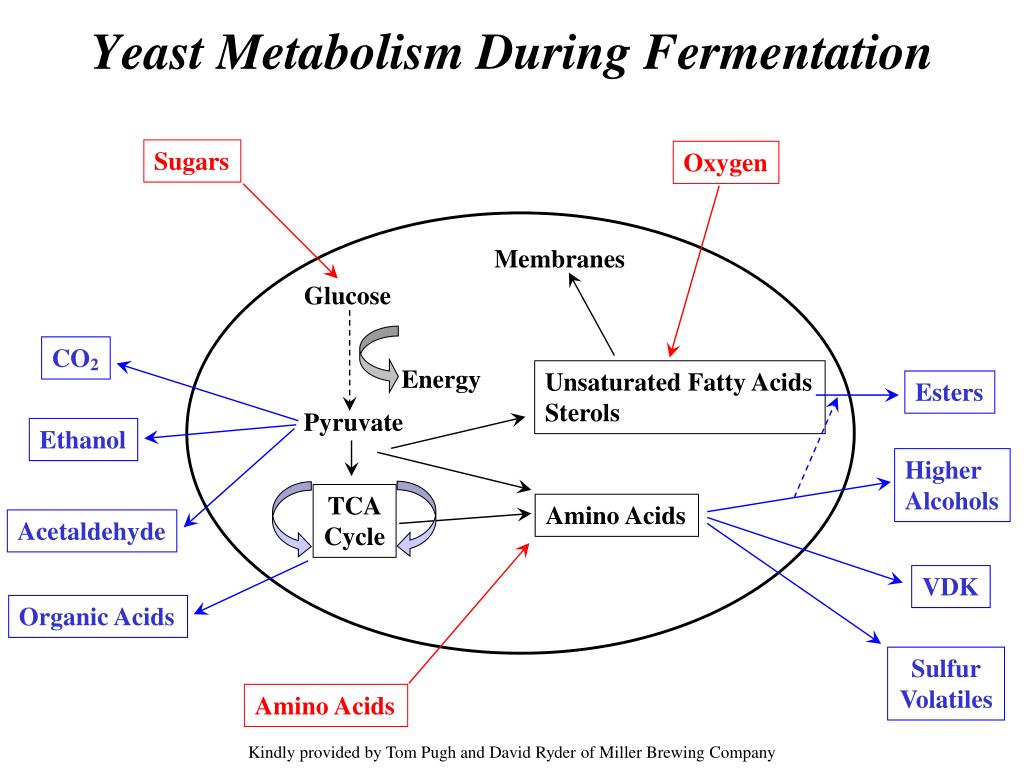 PPT - The Art of Brewing and The Biology of Lager Yeast PowerPoint ...
