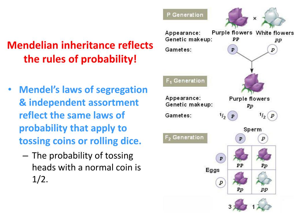 Mendels Law Of Inheritance
