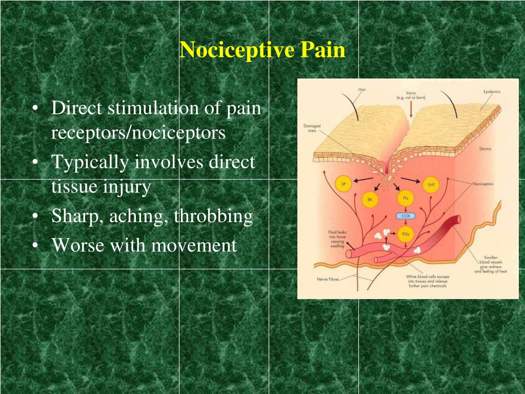 PPT - Prescribing Pain Medications A Scientific Approach? PowerPoint ...