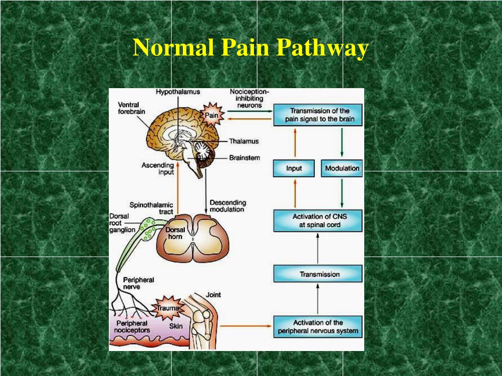 PPT - Scientific Approaches to Prescribing Pain Medications ...