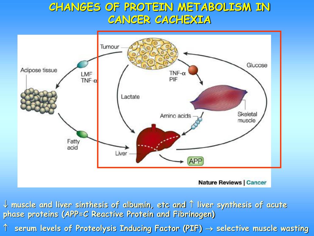 PPT - ANORESSIA e CACHESSIA Clelia Madeddu Oncologia Medica Università ...