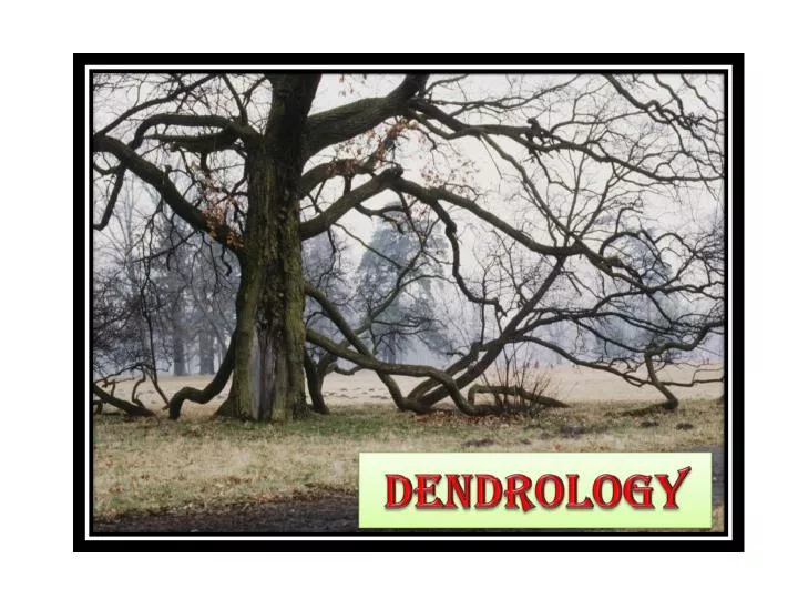 PPT - Dendrology PowerPoint Presentation, free download - ID:1698553