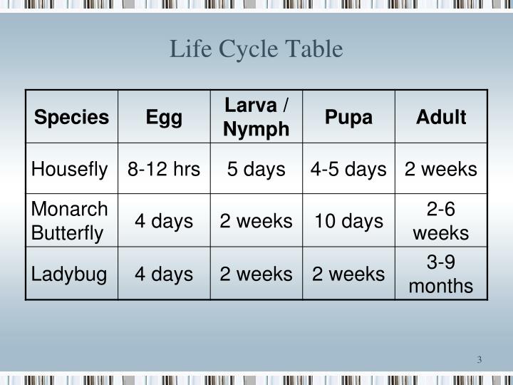 PPT - Comparing Life Cycles PowerPoint Presentation - ID:1698933