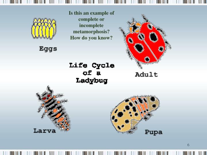 PPT - Comparing Life Cycles PowerPoint Presentation - ID:1698933