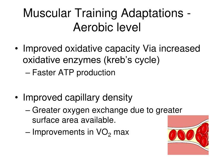 PPT - Chronic adaptations to training. PowerPoint Presentation - ID:1699326