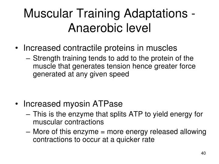 PPT - Chronic adaptations to training. PowerPoint Presentation - ID:1699326