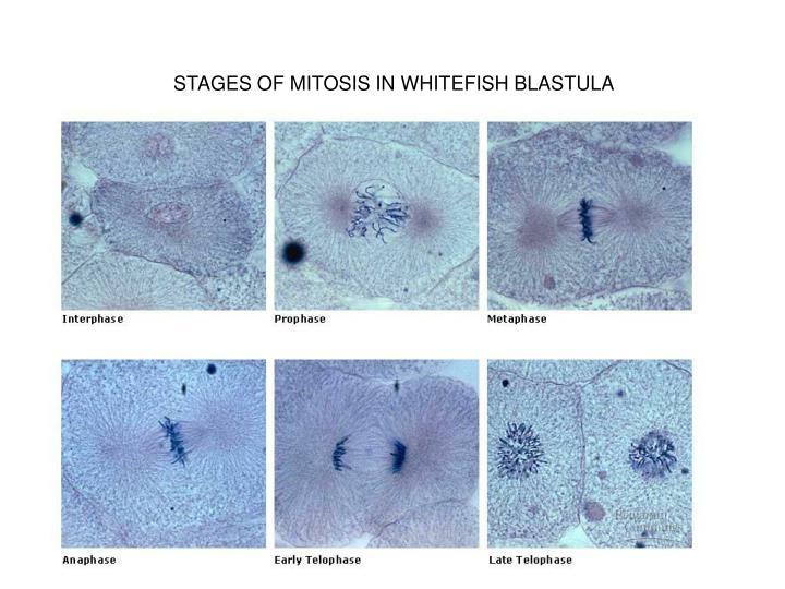 Why Is Whitefish Blastula Used To Study Mitosis