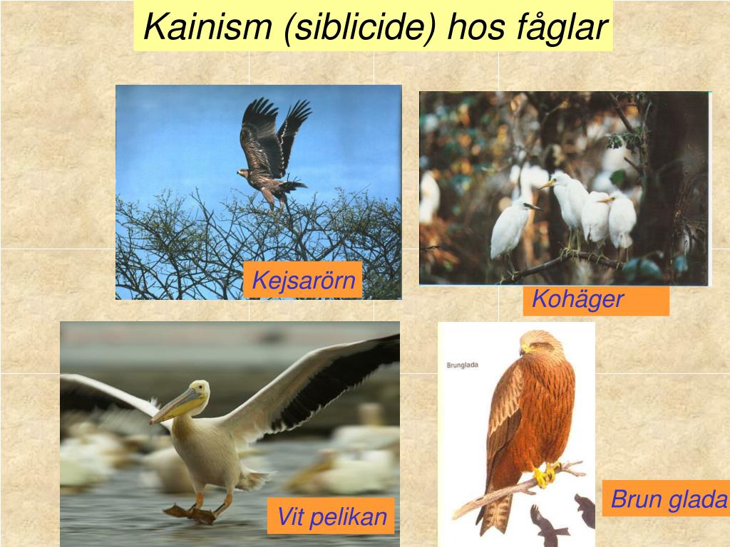 PPT - Evolution av syskonrivalitet hos brun glada i nationalparken ...