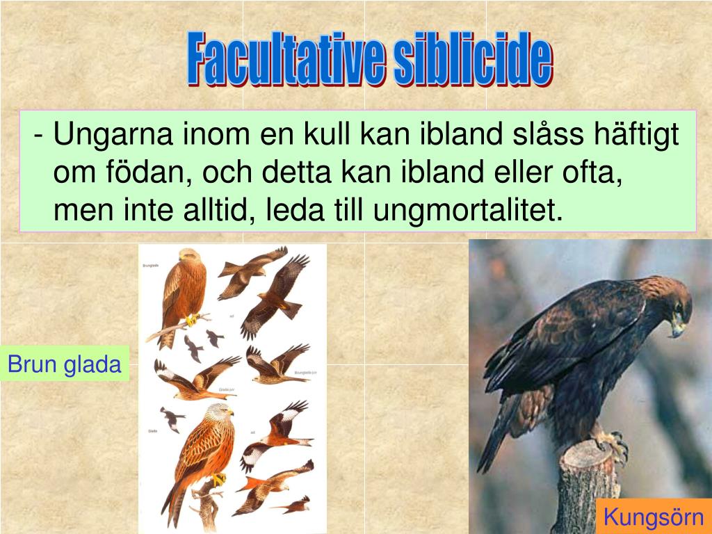 PPT - Evolution av syskonrivalitet hos brun glada i nationalparken ...