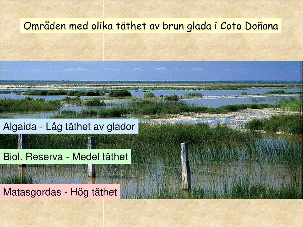 PPT - Evolution av syskonrivalitet hos brun glada i nationalparken ...