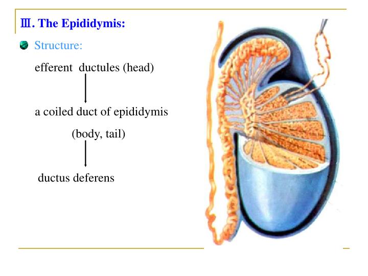PPT - Part II Splanchnology Chapter 8 The Reproductive System The male ...