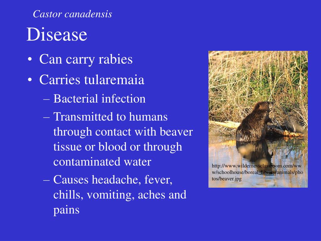 PPT - Order Rodentia Family Geomyidae PowerPoint Presentation, free ...