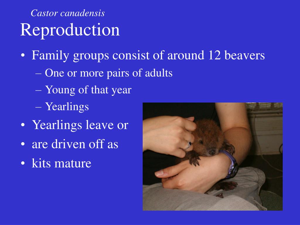 PPT - Order Rodentia Family Geomyidae PowerPoint Presentation, free ...