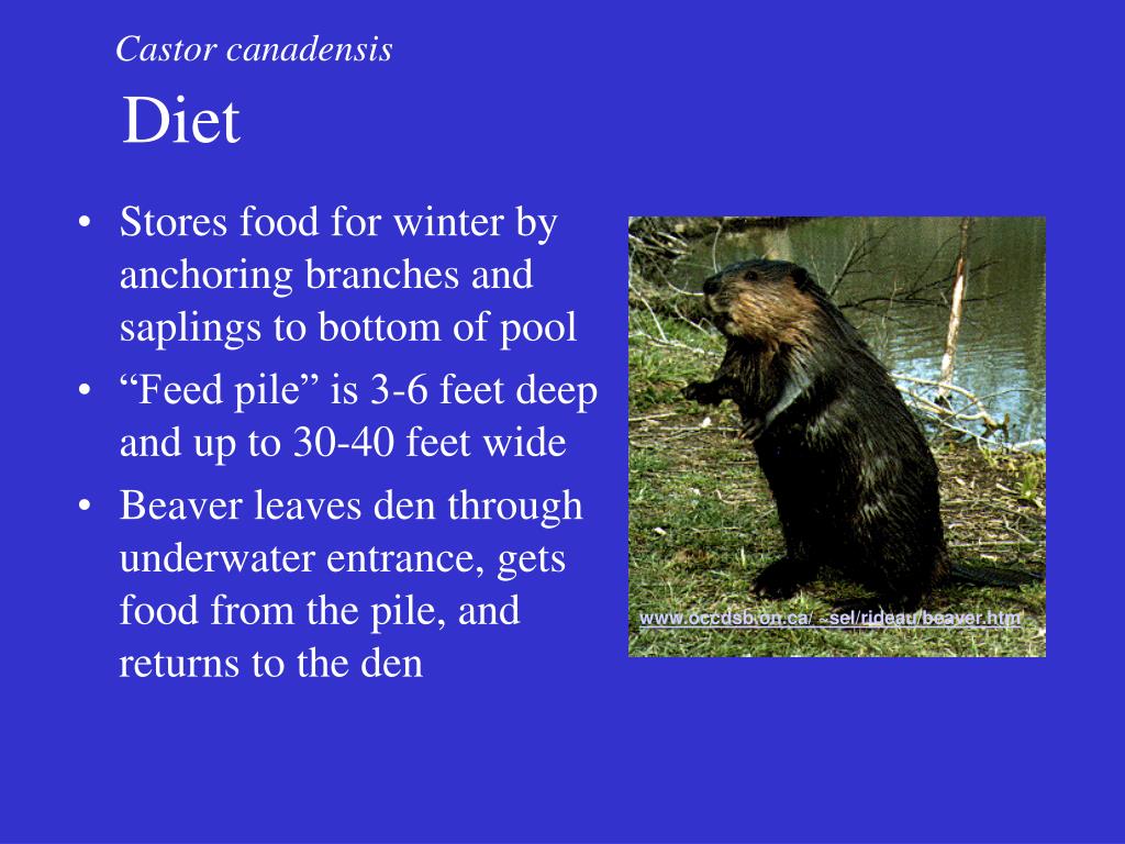 PPT - Order Rodentia Family Geomyidae PowerPoint Presentation, free ...