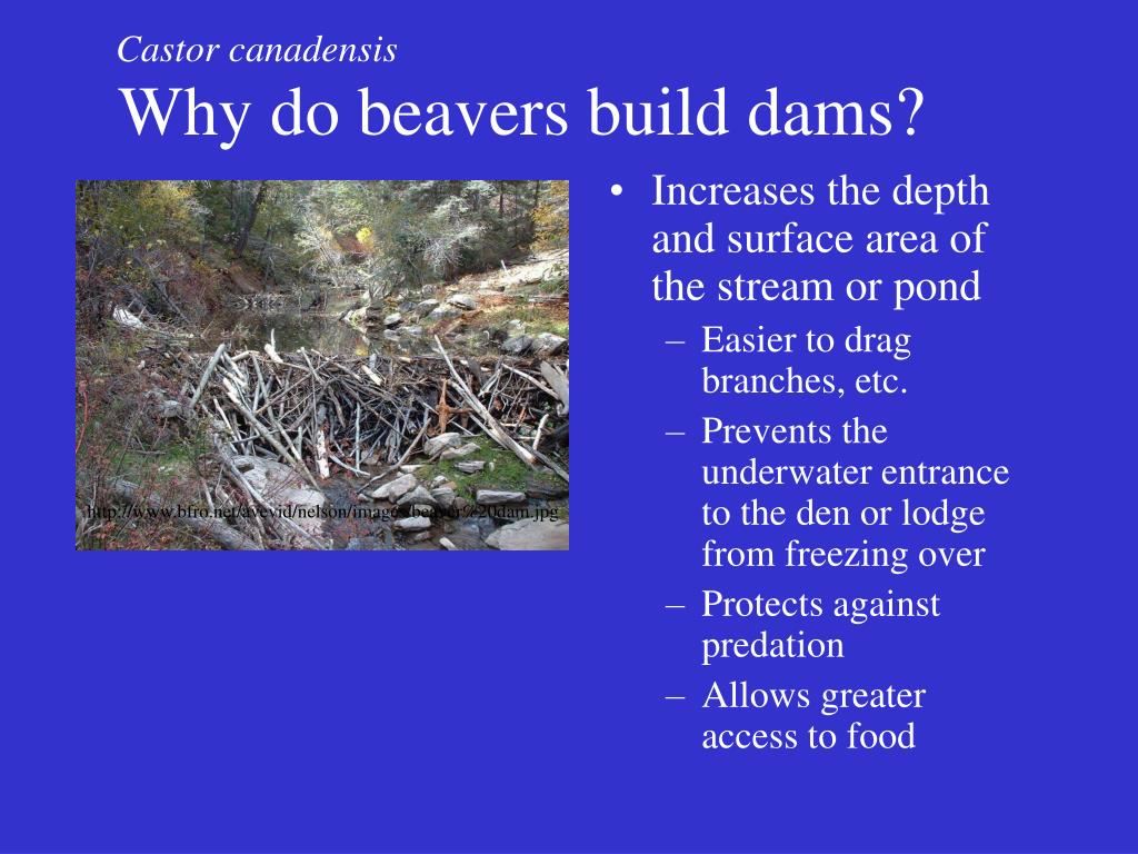 PPT - Order Rodentia Family Geomyidae PowerPoint Presentation, free ...