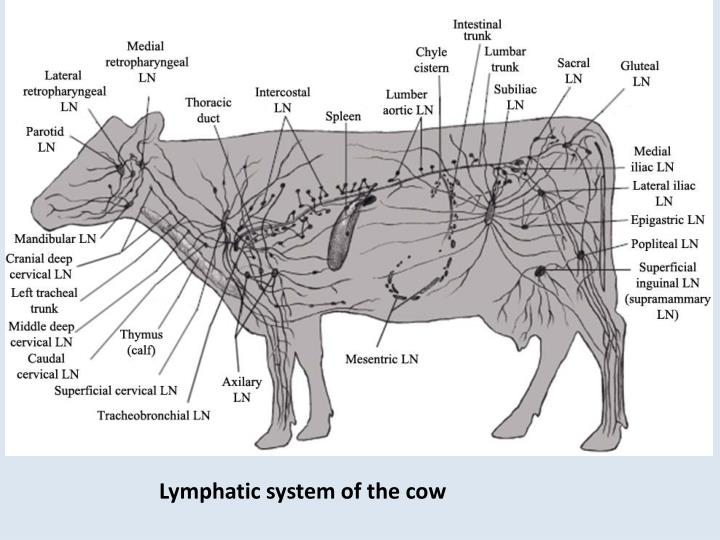 PPT - L-6 Lymphatic System and Defense Mechanism (Immune Response ...