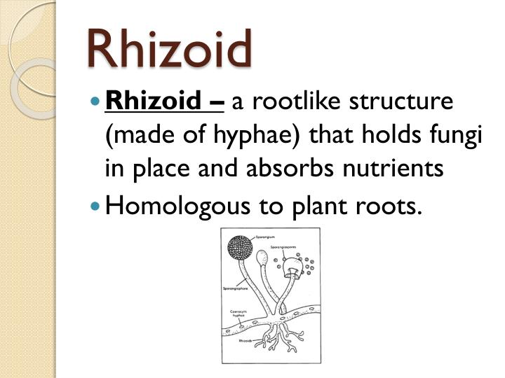 PPT - The Kingdom Fungi PowerPoint Presentation - ID:1699930