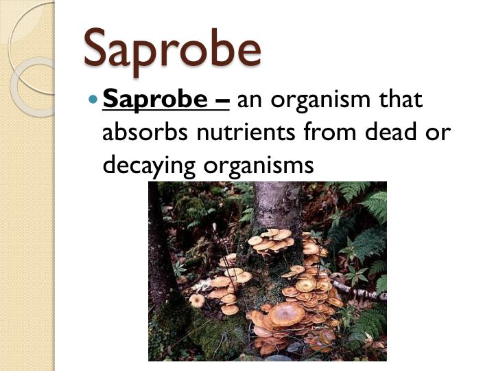 PPT - The Kingdom Fungi PowerPoint Presentation - ID:1699930