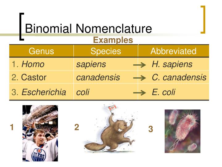 PPT - Diversity of Living Things PowerPoint Presentation - ID:1700251