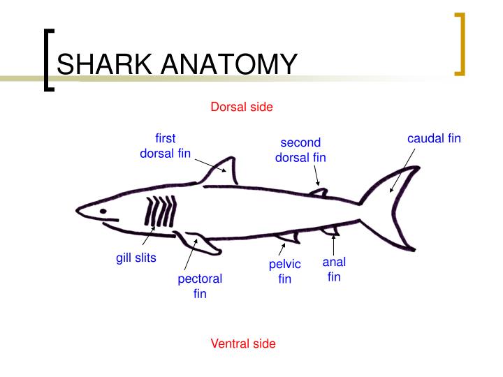 PPT - Diversity of Living Things PowerPoint Presentation - ID:1700251
