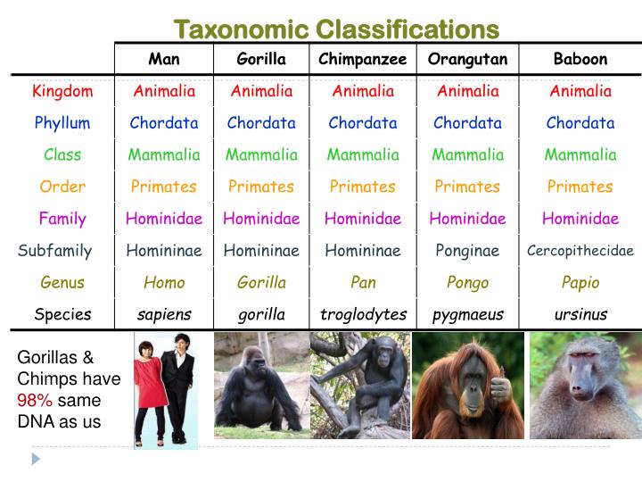 PPT - Diversity of Living Things PowerPoint Presentation - ID:1700251