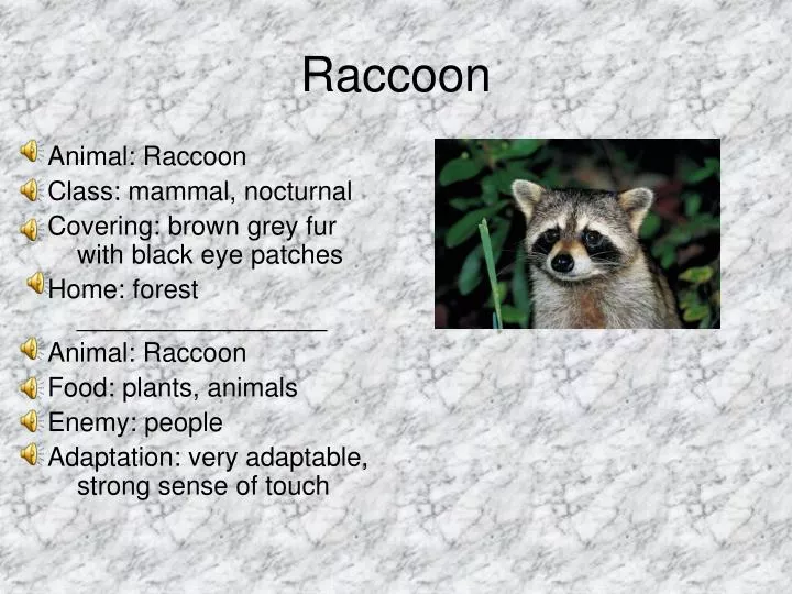 PPT - Raccoon PowerPoint Presentation, free download - ID:1700261