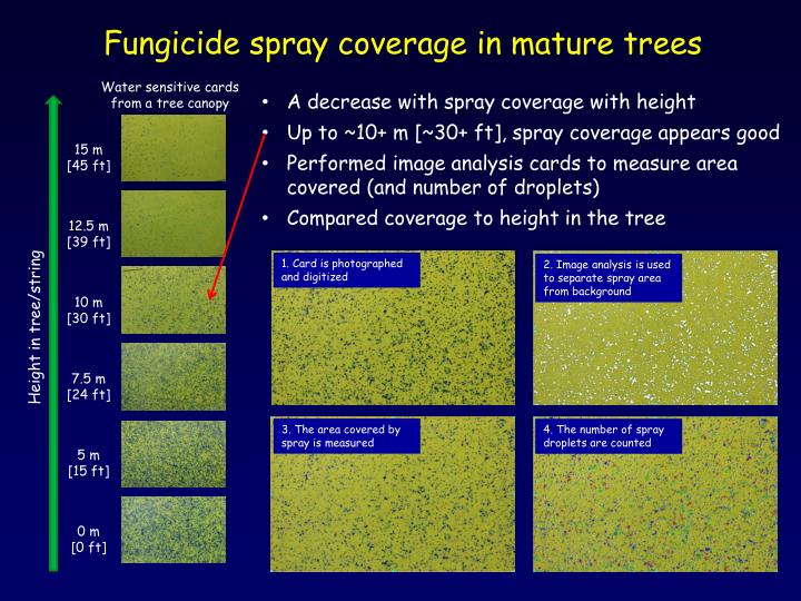 PPT - Disease and spray coverage in pecan trees PowerPoint Presentation ...