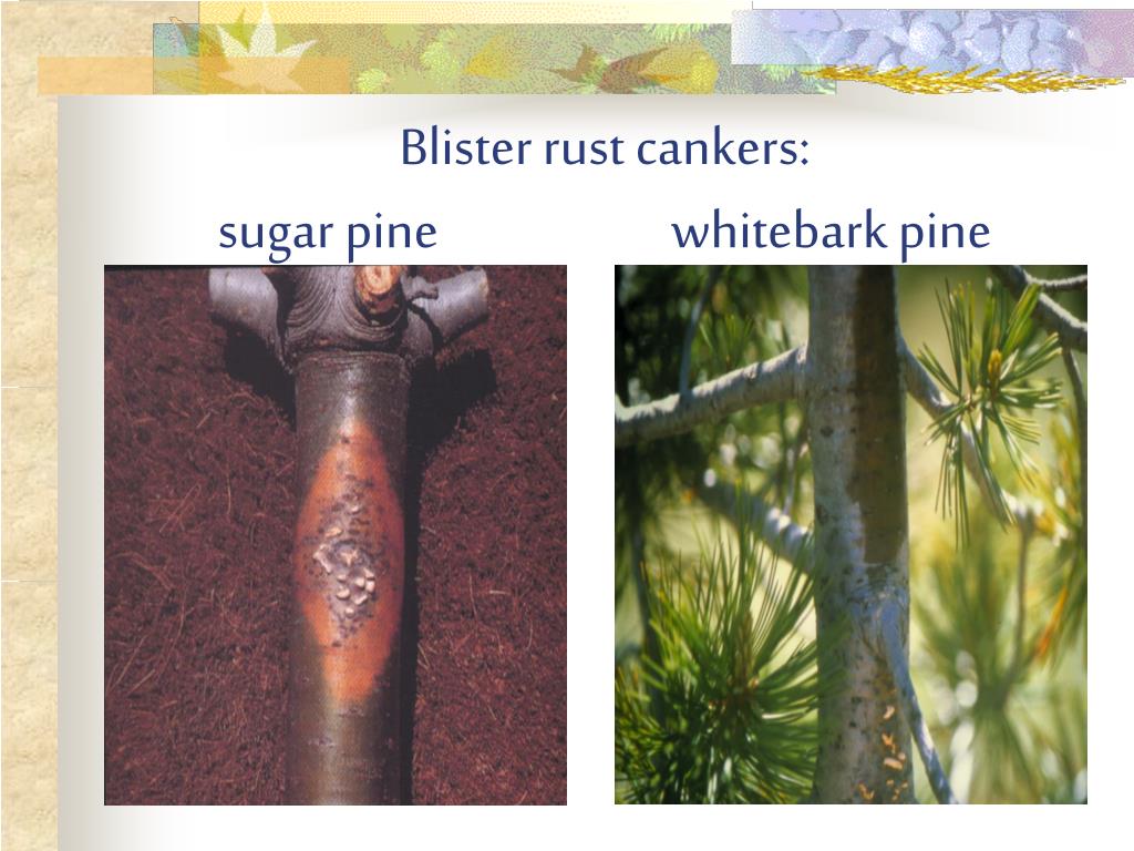 PPT - White pine blister rust: the nemesis of North American white ...