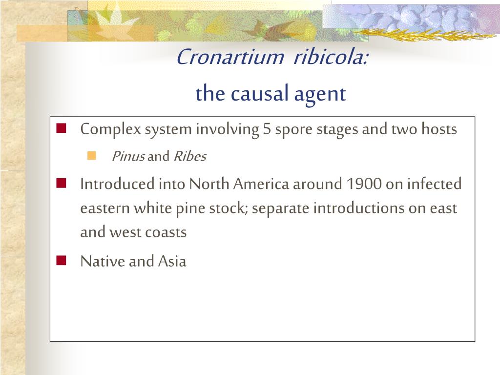 PPT - White pine blister rust: the nemesis of North American white ...