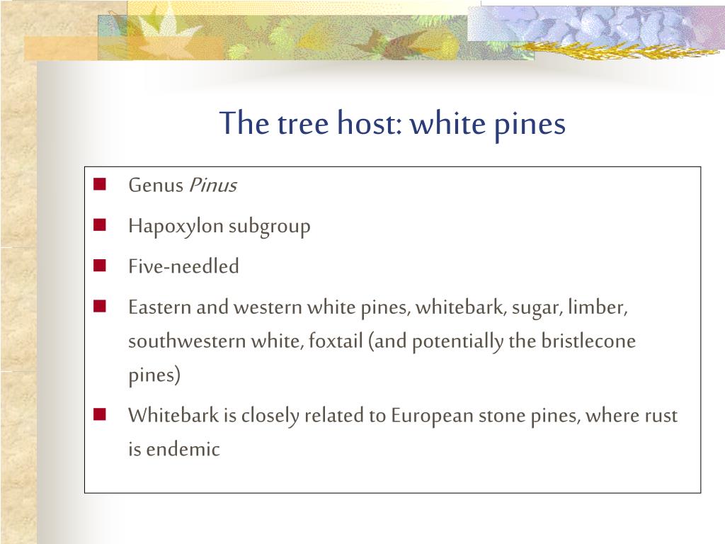 PPT - White pine blister rust: the nemesis of North American white ...