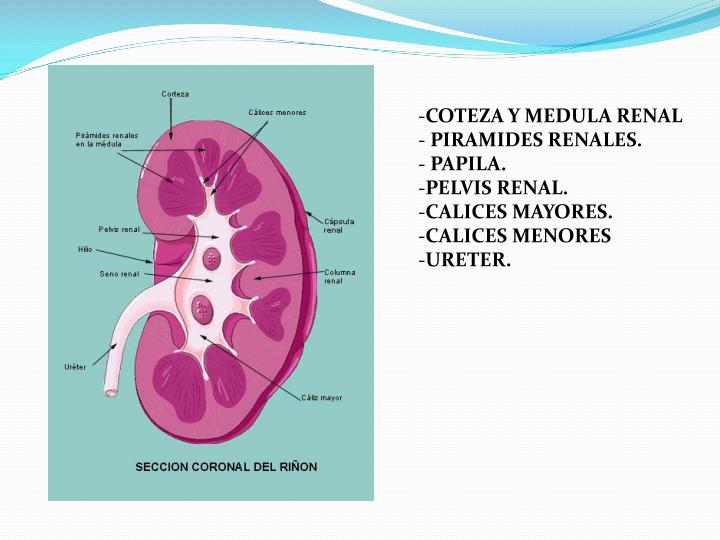 PPT - SISTEMA UROGENITAL PowerPoint Presentation - ID:1700332