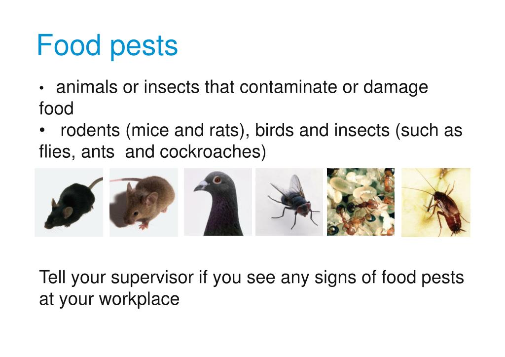 PPT - Mersey Care NHS Trust Food Safety Awareness Training PowerPoint ...