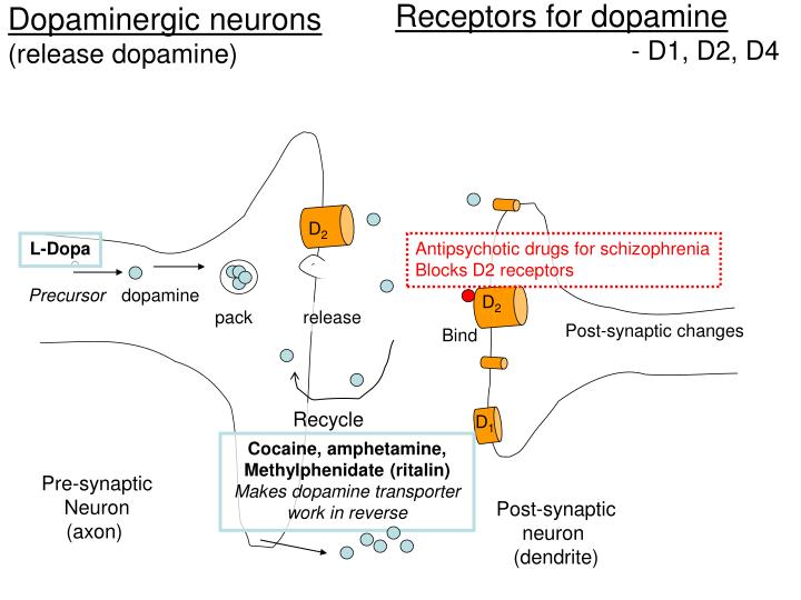 PPT - Neurotransmitters PowerPoint Presentation - ID:1701391