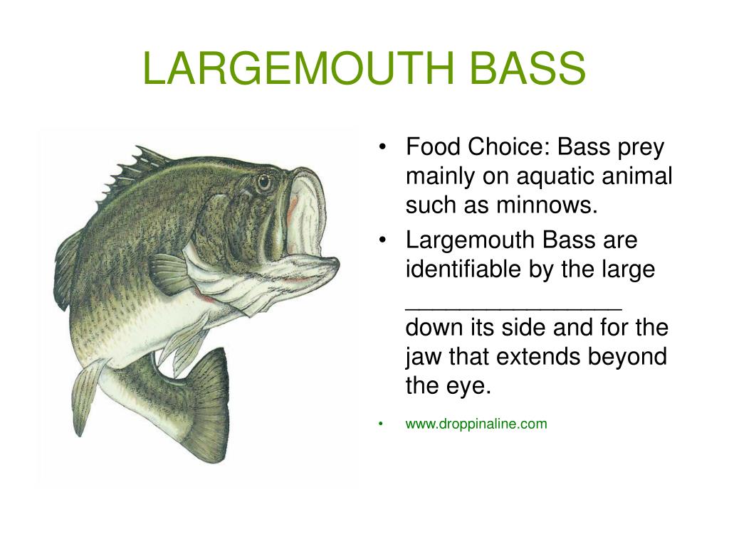 PPT - Freshwater Fish of the Northern U.S. & Canada PowerPoint ...