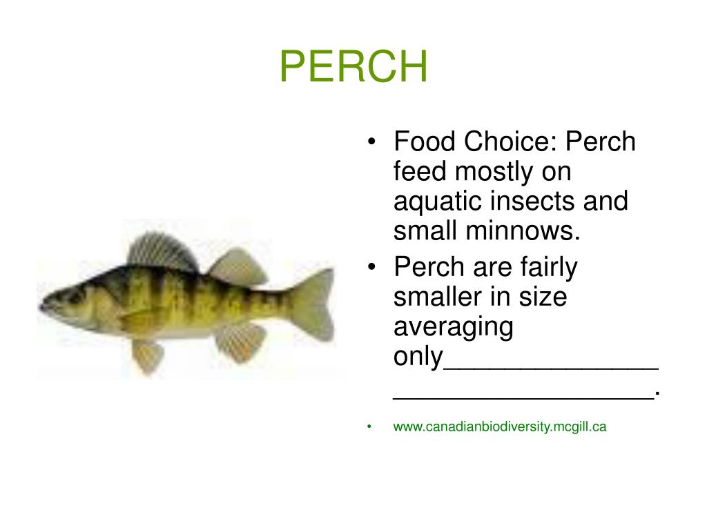PPT - Freshwater Fish of the Northern U.S. & Canada PowerPoint ...